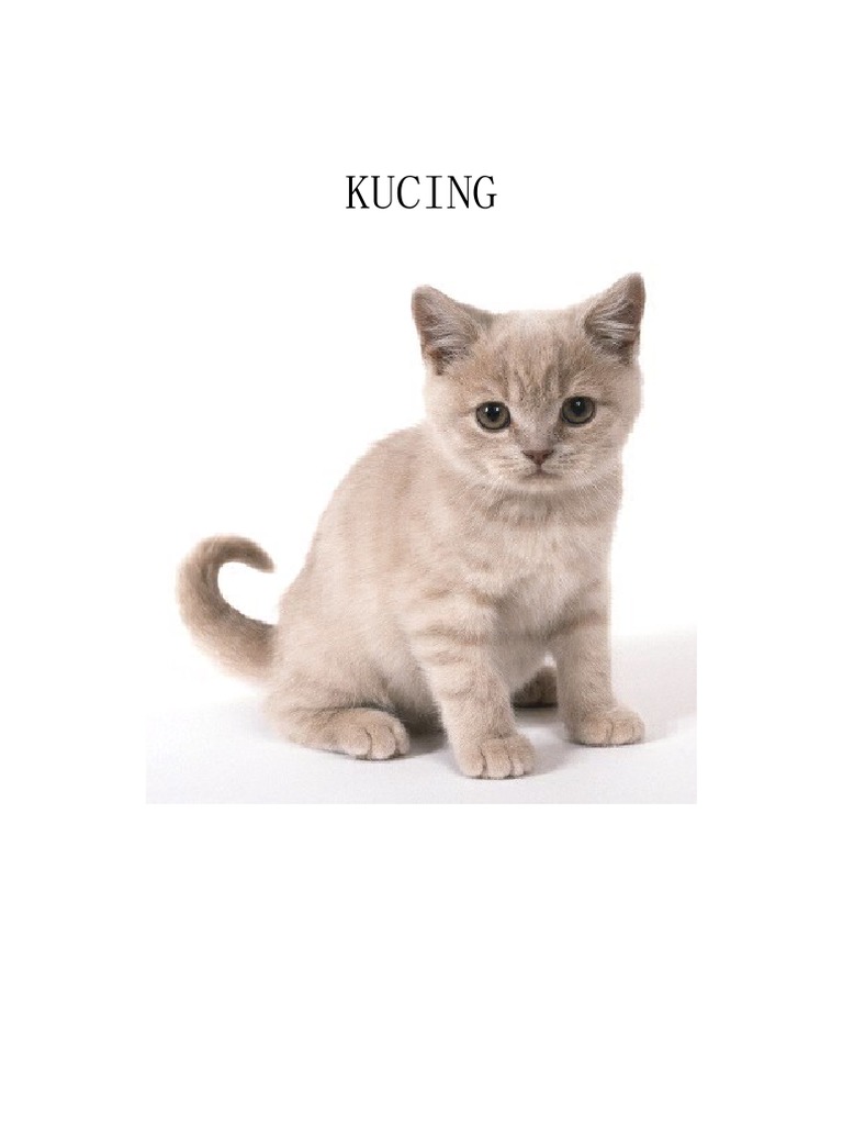TEKS OBSERVASI-kucing | PDF