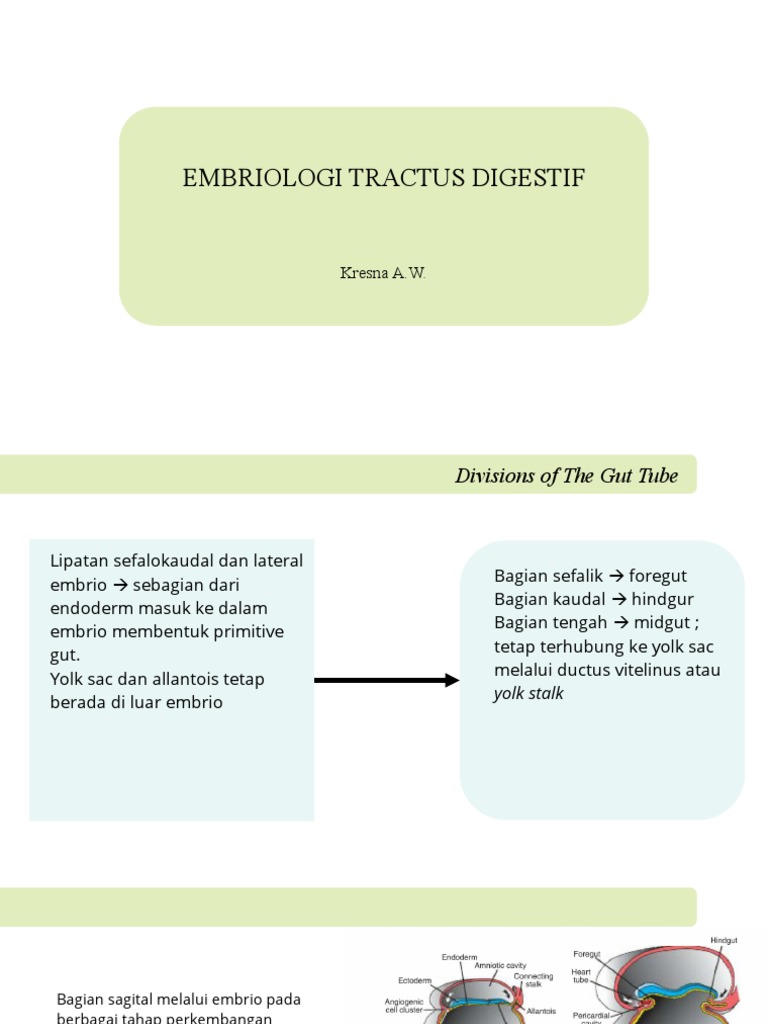 Embriologi Tractus Digestif | PDF