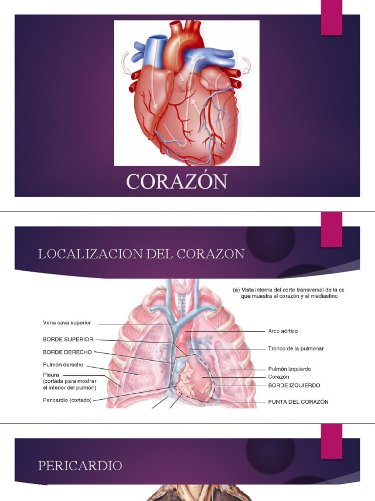 CORAZÓN | PDF | Infarto de miocardio | Músculo cardíaco
