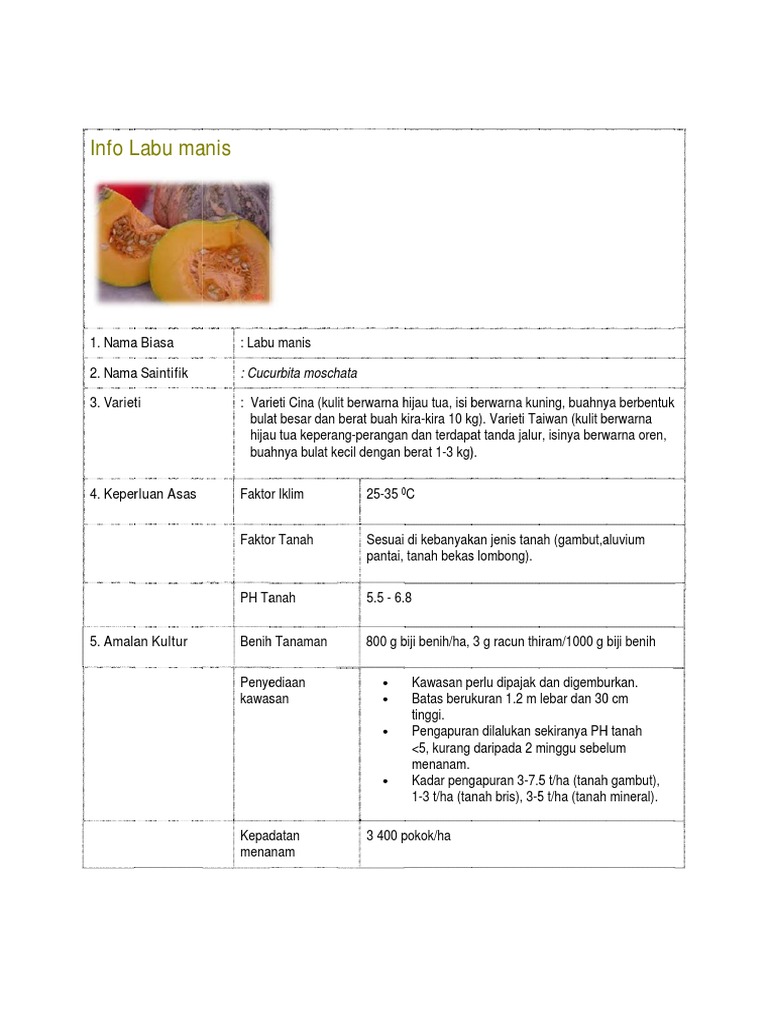 Info Labu Manis | PDF