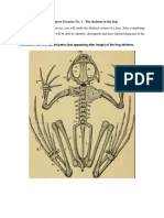 Labeled Frog Skeletal System Diagram | PDF