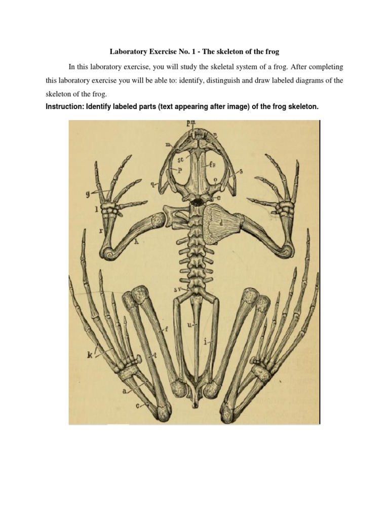 Laboratory Exercise No. 1 - The Skeleton of The Frog | PDF