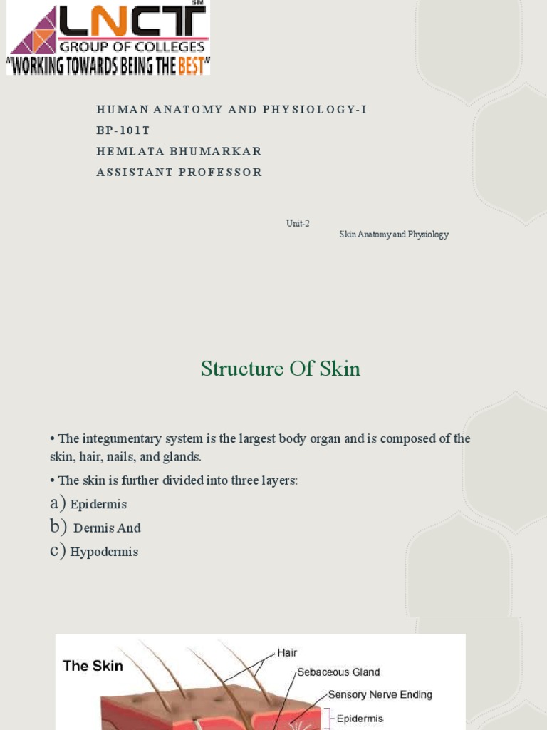 Skin Anatomy for Medical Students | PDF | Epidermis | Skin