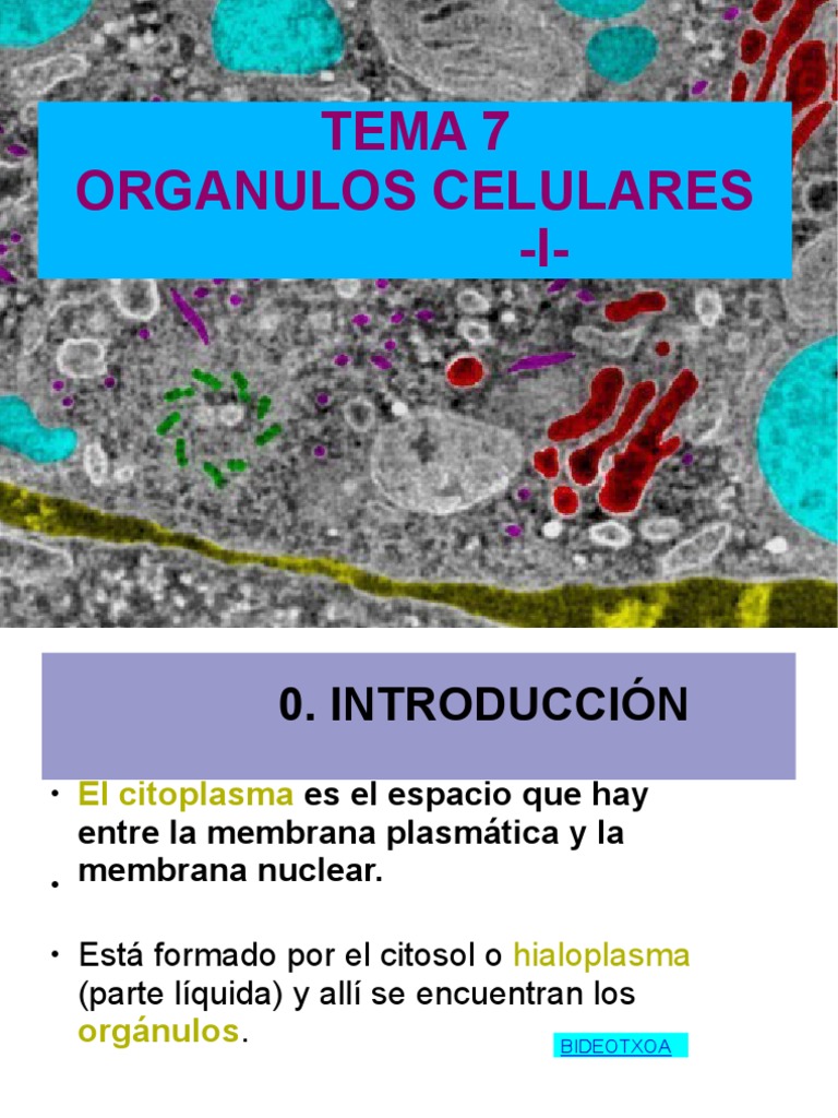 Organulo Celular I | PDF | Lisosoma | Citoplasma