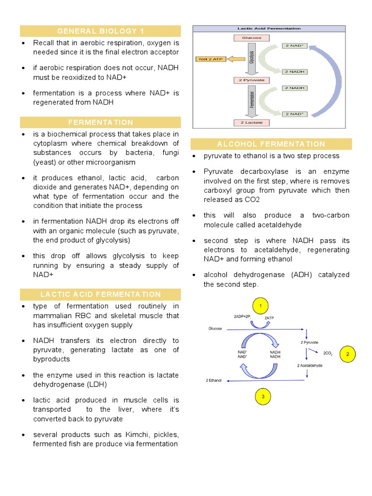 Fermentation Notes | PDF | Cooking, Food & Wine | Science & Mathematics