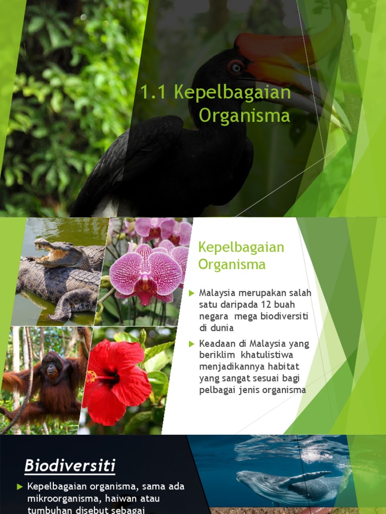1.1 - Kepelbagaian Organisma | PDF