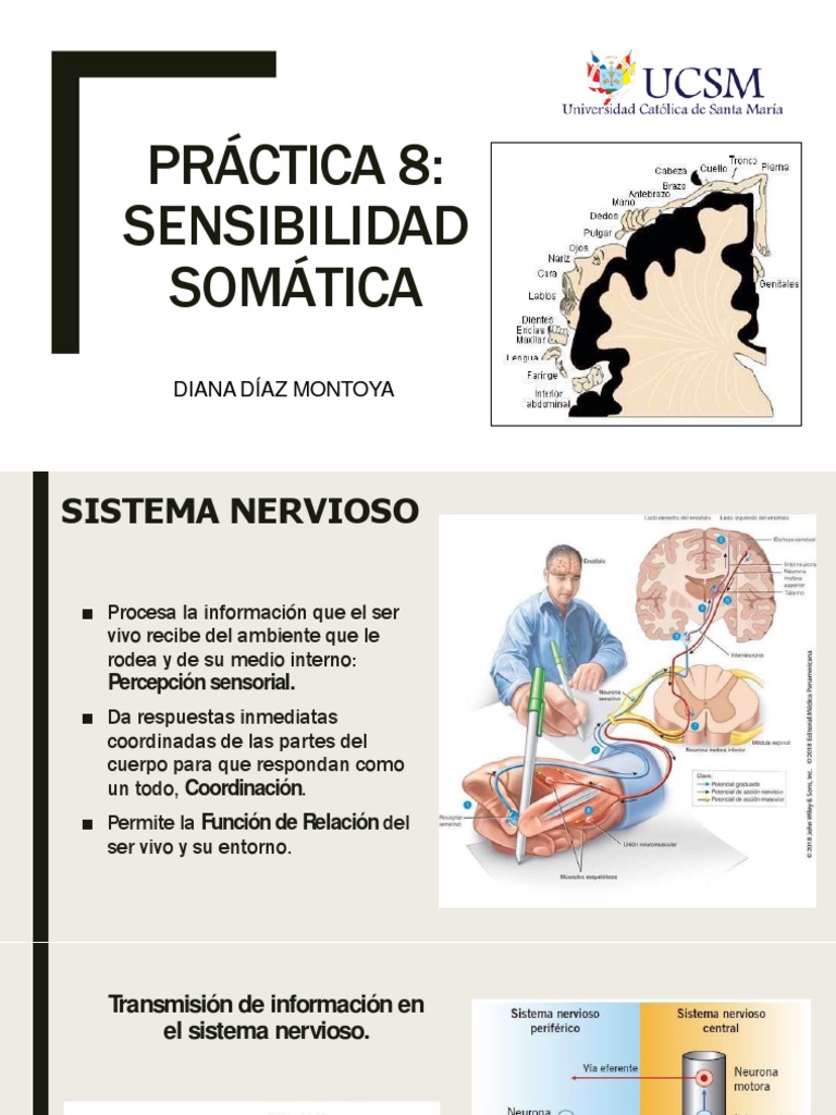 PN°8. Sensibilidad Somática y Dolor | PDF | Dolor | Sistema nervioso