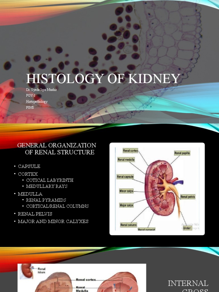 Kidney Normal Histology | PDF