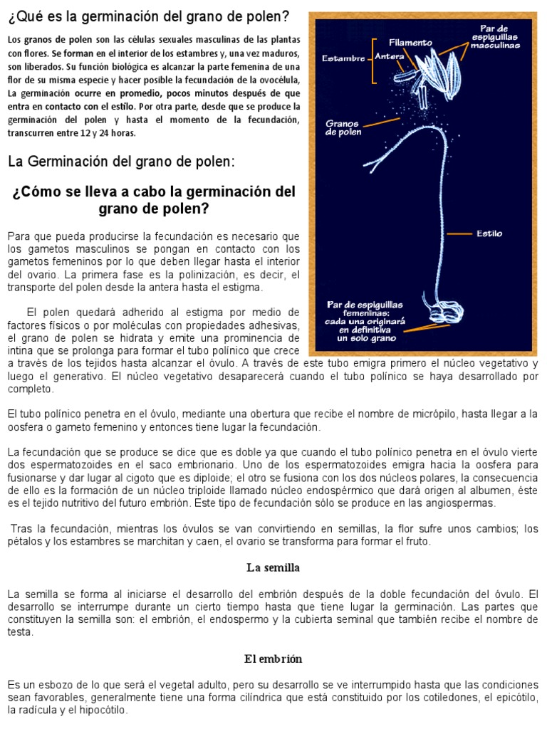 Germinación Del Grano de Polen | Descargar gratis PDF | Polen | Fruta