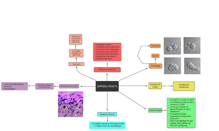 2232-Cruz Soria Andrea Sappinia Pedata | PDF | Ciencias de la Salud ...