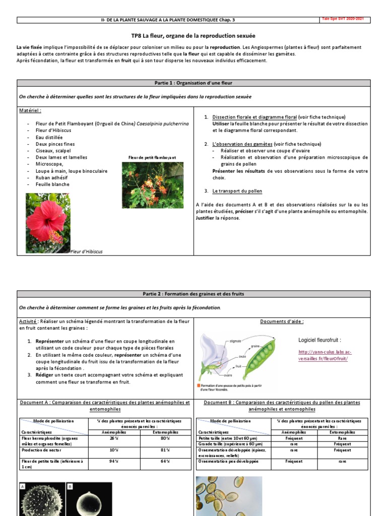 2020 - TP8 Fleur Organe de Repro Sexuée | PDF | Pollinisation | Fleurs