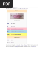 Región Labial de La Cara. | PDF | Labio | Anatomía humana