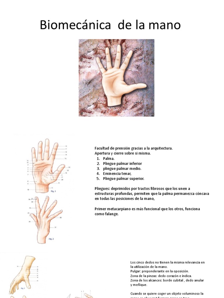 Biomecánica de La Mano 2 | PDF | Mano | Sistema musculoesquelético