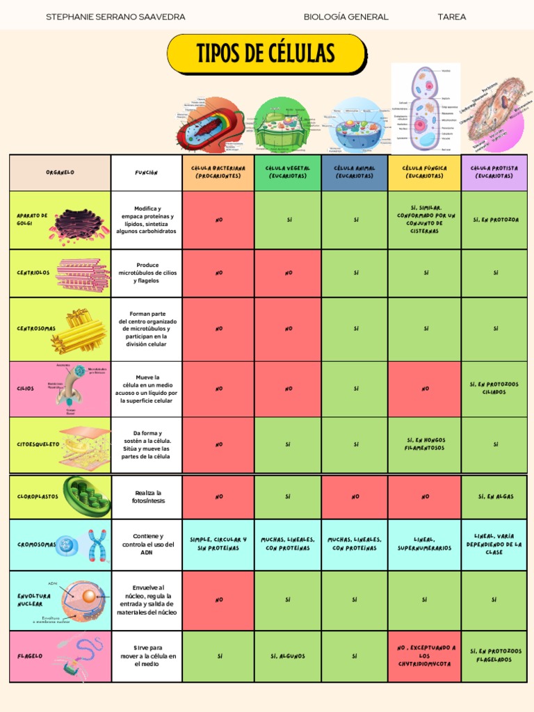 Serrano Stephanie. Cuadro C. BiologíaG | PDF | Biología Celular ...