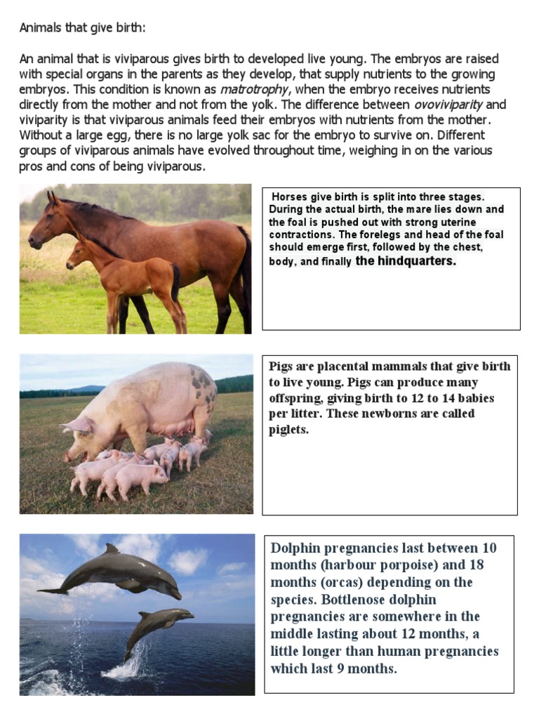 Animals That Give Birth | PDF | Egg | Reproduction
