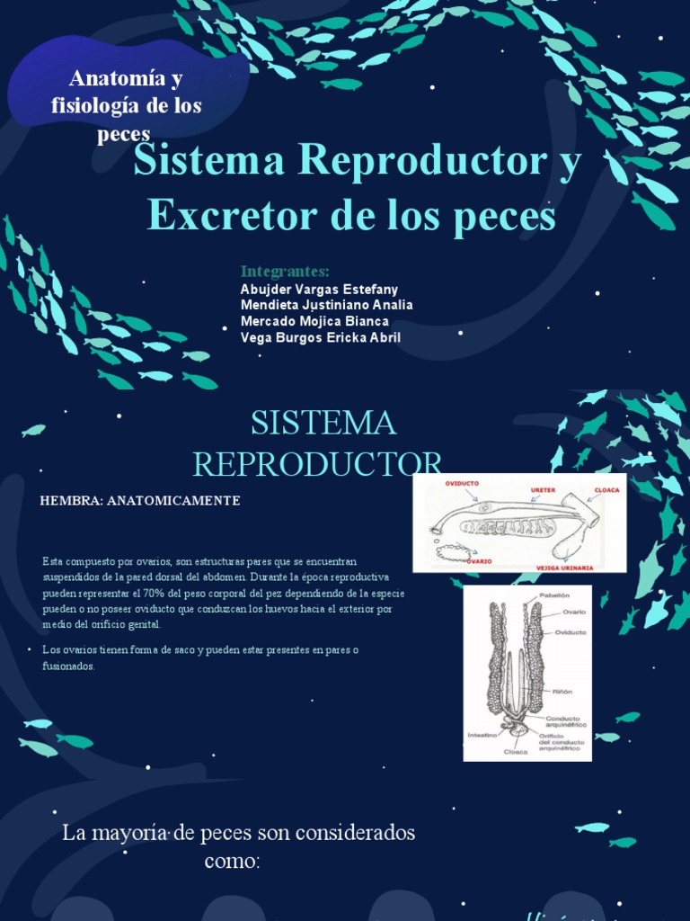 Acui Original | PDF | Riñón | Sistema urinario
