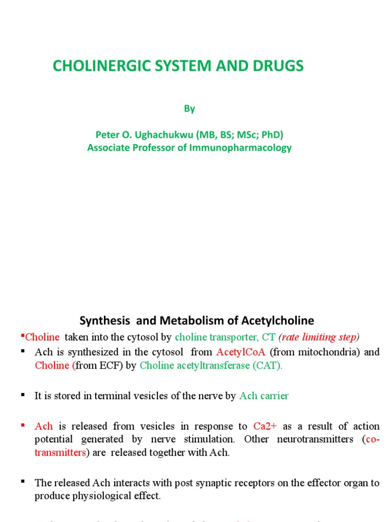 Cholinergic System and Drugs | PDF | Acetylcholine | Neuromuscular Junction