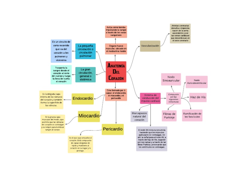 Mapa conceptual cardiologia | PDF | Corazón | Sistema circulatorio