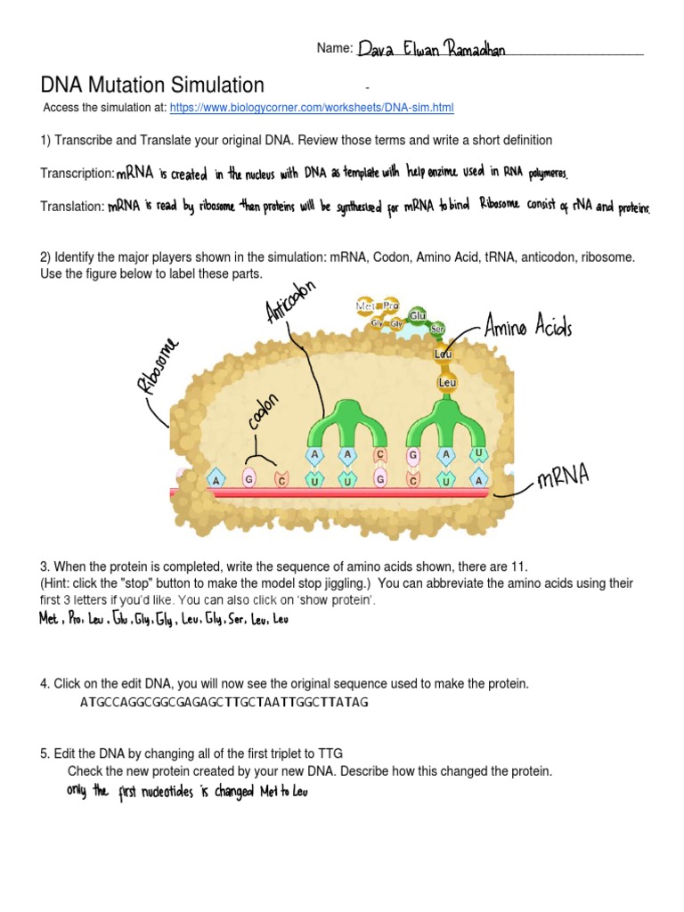 Kami Export - 1667348288-DNA Mutation Simulation Worksheet | PDF ...
