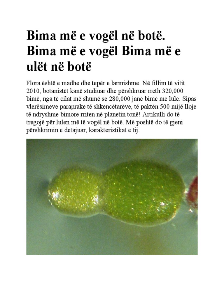 Bima Më e Vogël Në Botë | PDF
