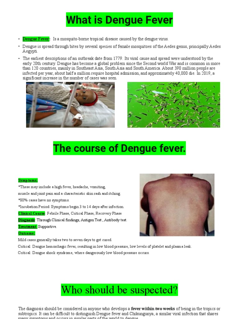 Dengue Fever | PDF | Animal Diseases | Microbiology