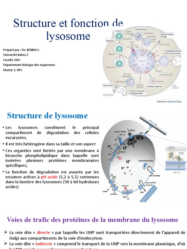 Structure et fonctions des lysosomes | PDF | Lysosome | Membrane cellulaire