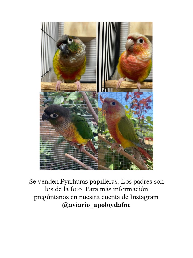 Venta de Pyrrhuras Papilleras | PDF