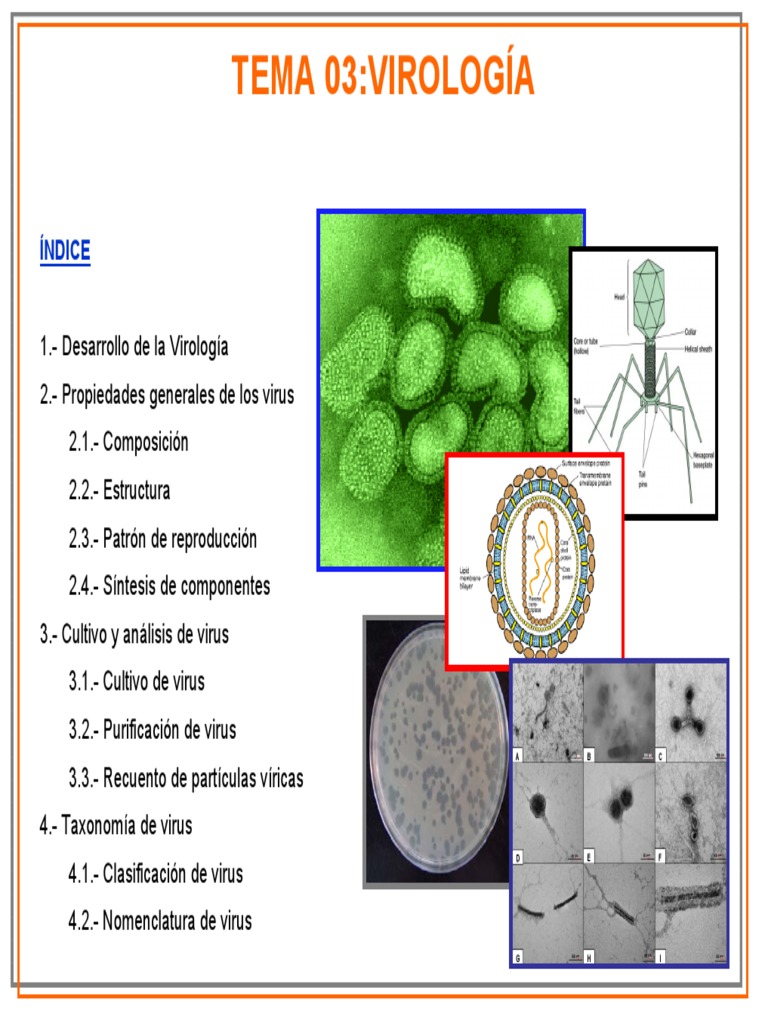 Tema 03. Virología | PDF | Virus | Virología