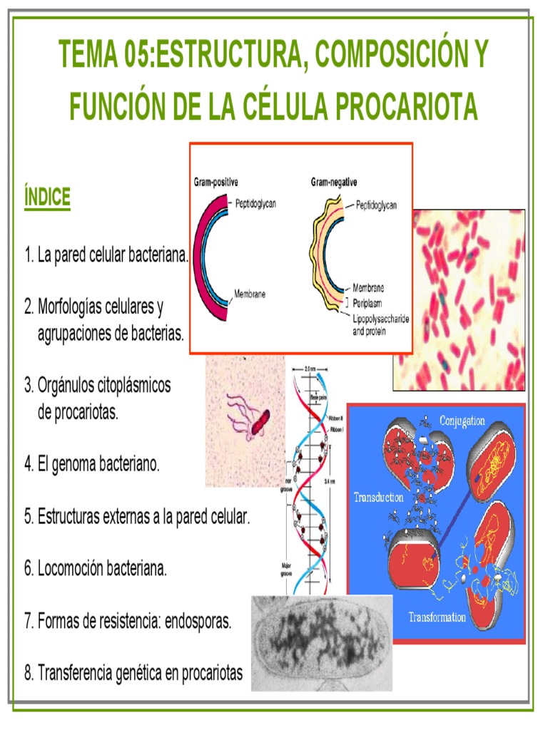 Tema 05. Estructura, Composición y Función de La Célula Procariota | Descargar gratis PDF | Las ...