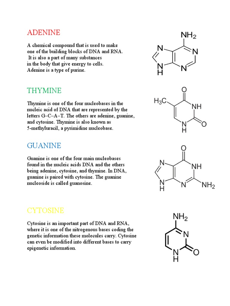The Building Blocks of Life: An Overview of the Nucleobases Adenine ...
