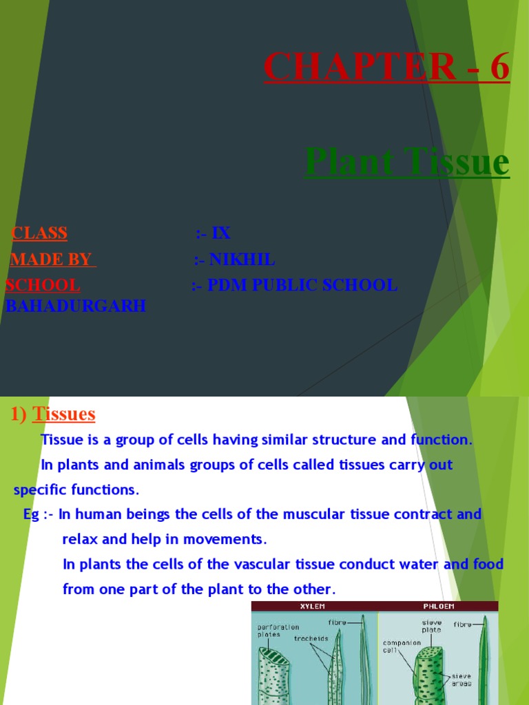 6 Tissues | PDF | Tissue (Biology) | Plant Stem