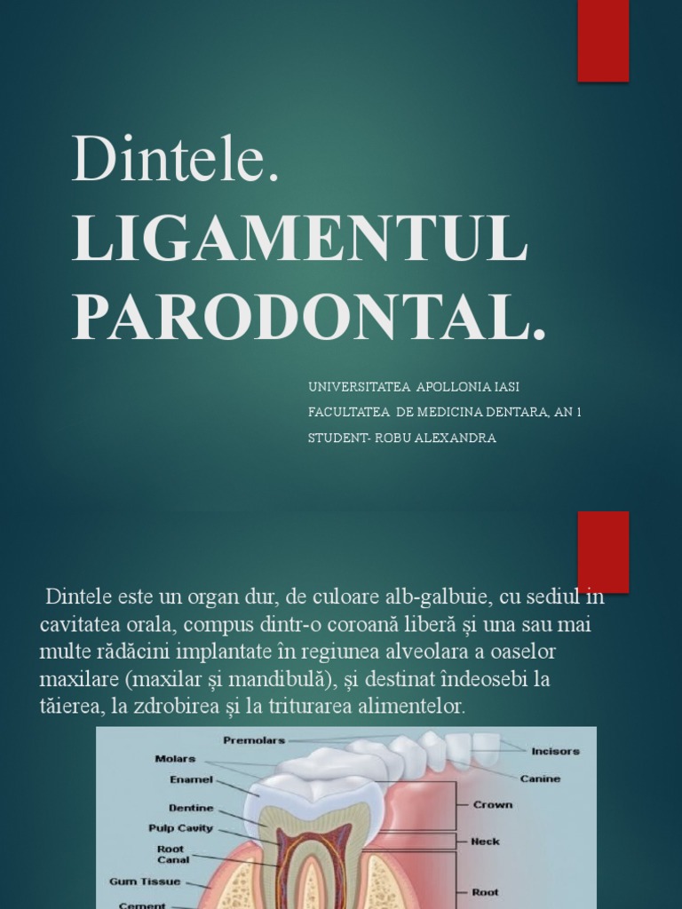 Ligamentul Parodontal | PDF