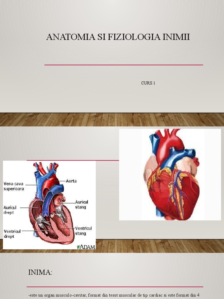 Curs 1 Cardio | PDF