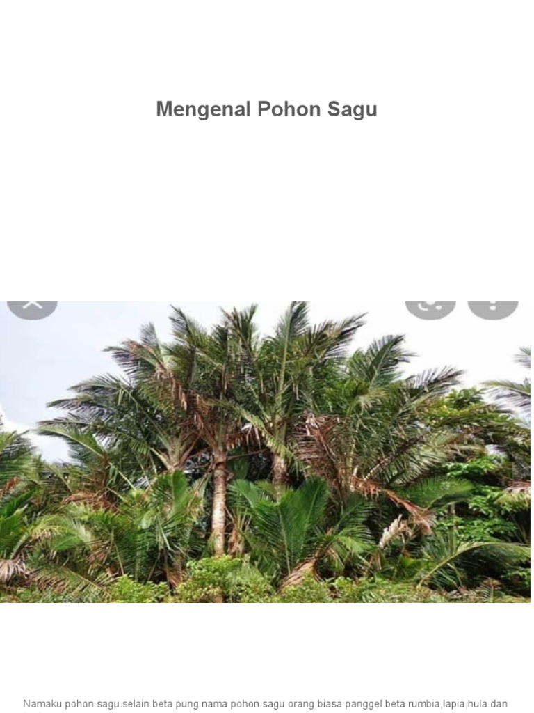 Jenis Sagu | PDF | Sains & Matematika