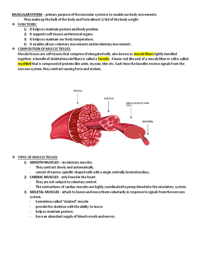 Muscular System Digestive System | PDF | Skeletal Muscle | Digestion