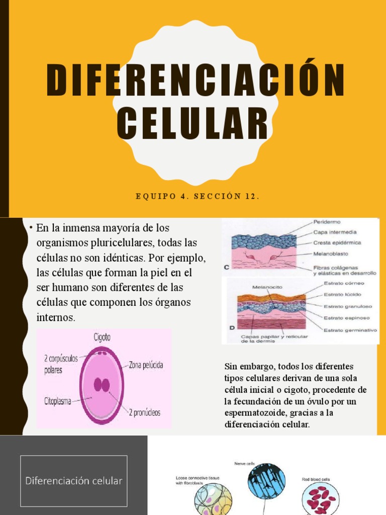 Diferenciación Celular. FISIOLOGÍA CELULAR. | PDF | Biología Celular ...