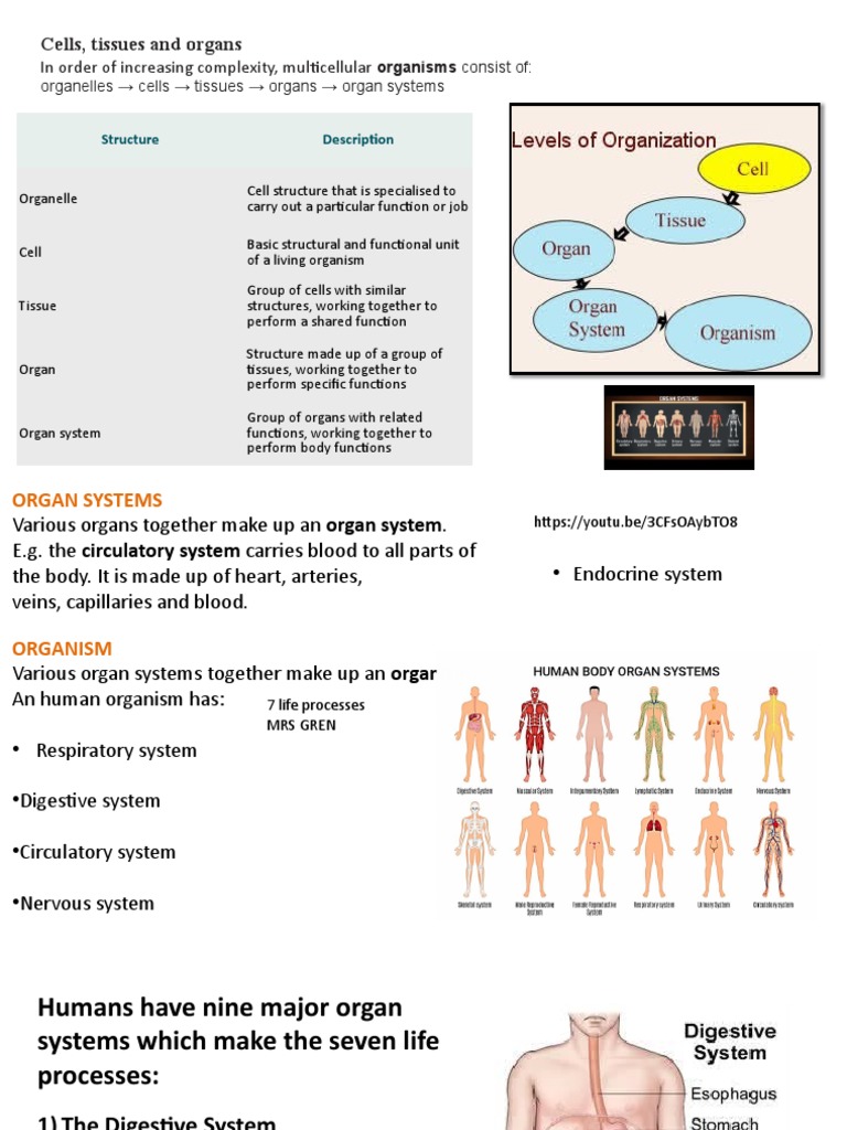 2.3 Organ Systems | Download Free PDF | Human Body | Animal Anatomy
