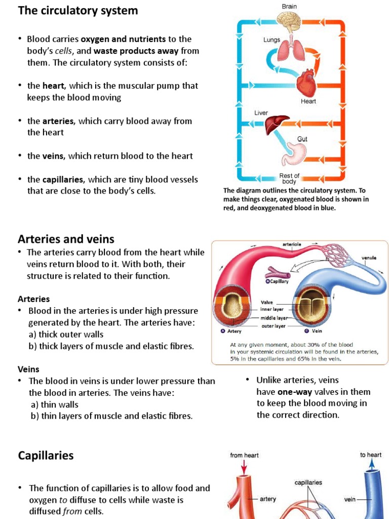 Circulatory System Overview | PDF | Artery | Heart
