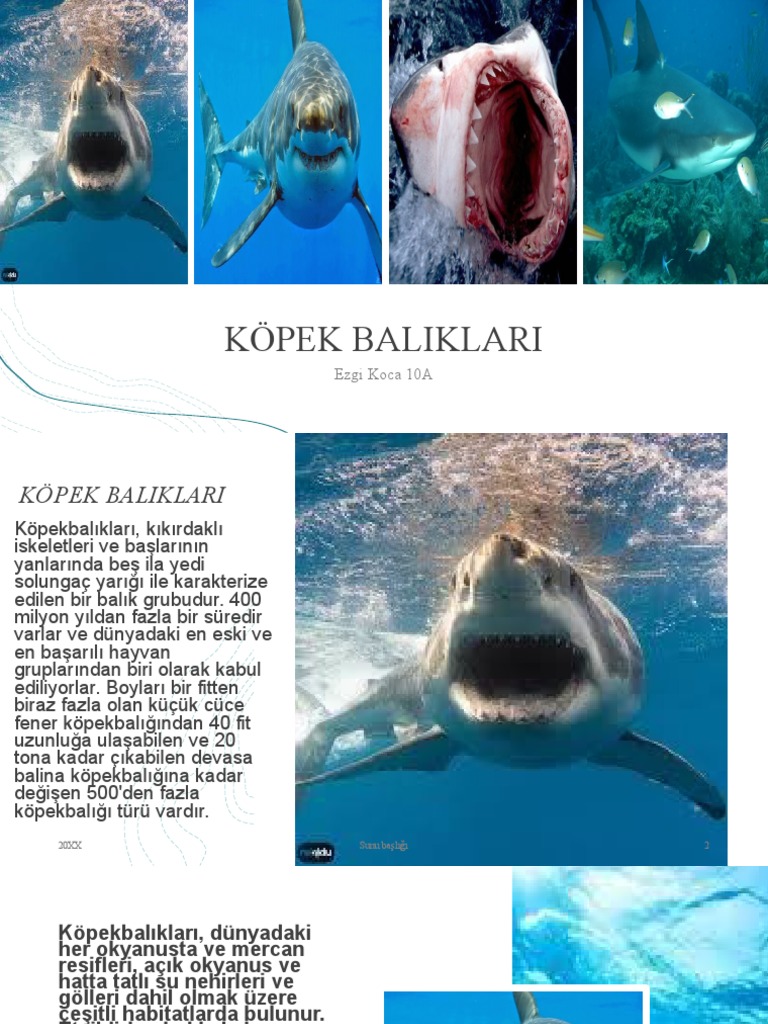 Köpek Balıkları | PDF
