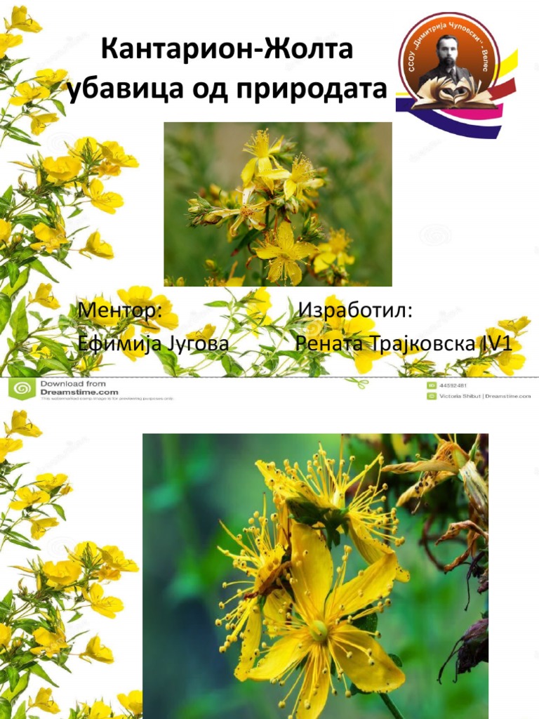 Renata Trajkovska Prezentacija | PDF