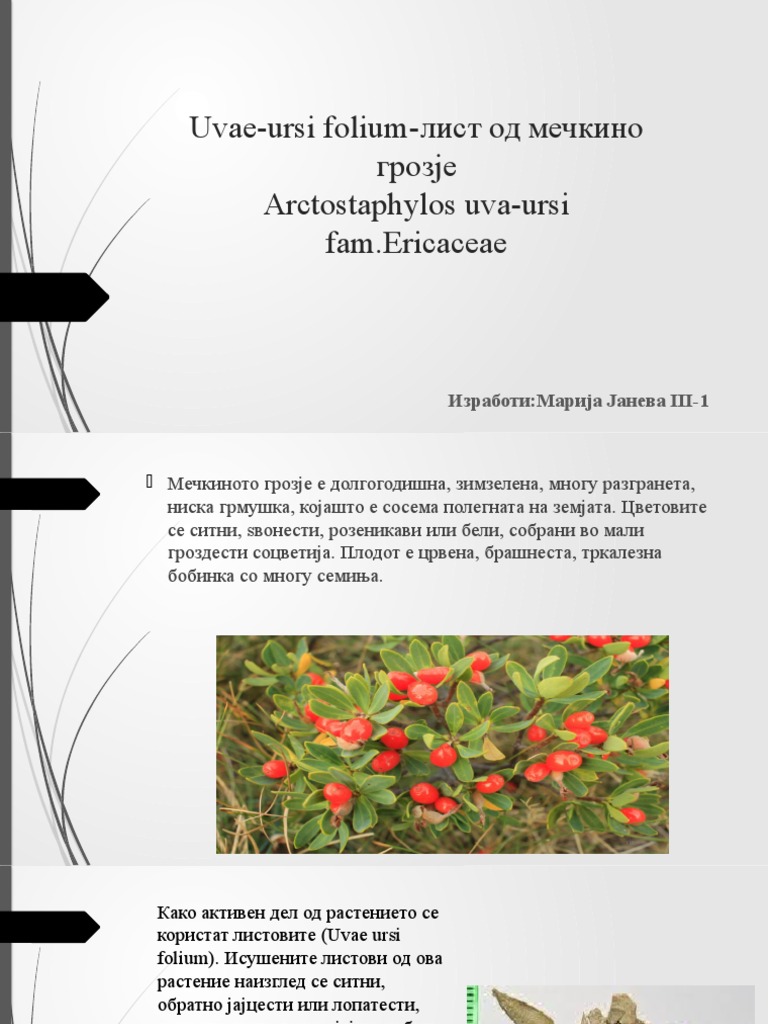 Uvae Ursi Folium-Marija Janeva | PDF