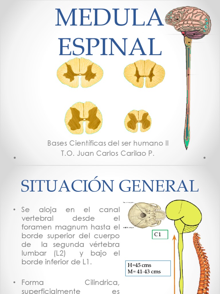 Neuroanatomia de Medula Espinal | PDF | Médula espinal | Anatomía humana