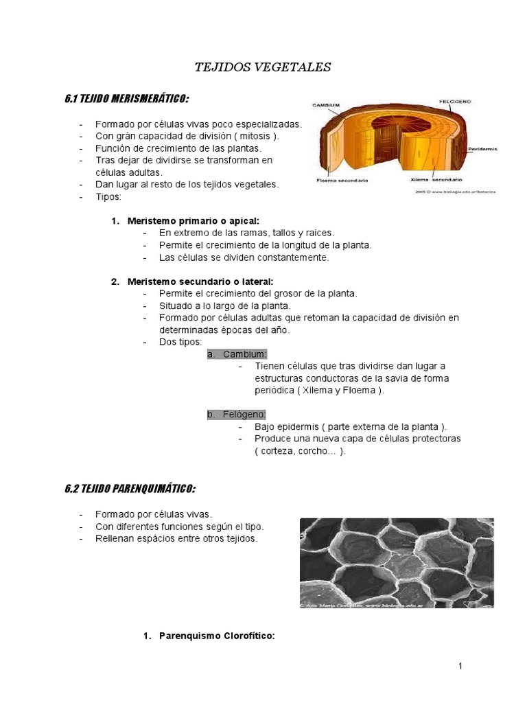Meristemo Secundario y Tejido Parenquimático | PDF | Tallo de la planta ...