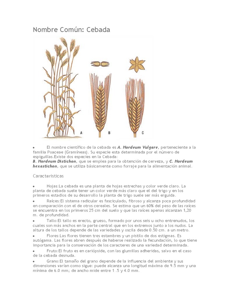 Nombre Común: Cebada: Caracteristicas | PDF | Cebada | Trigo