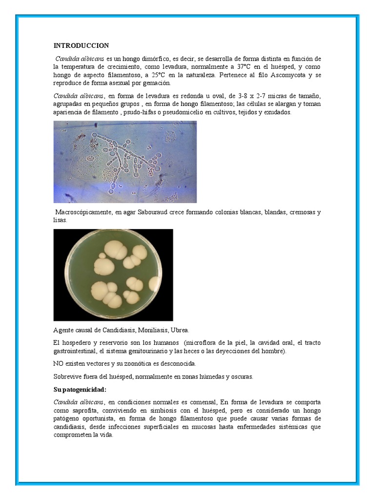 Candida Albicans | PDF | Sistema inmune | Citocina