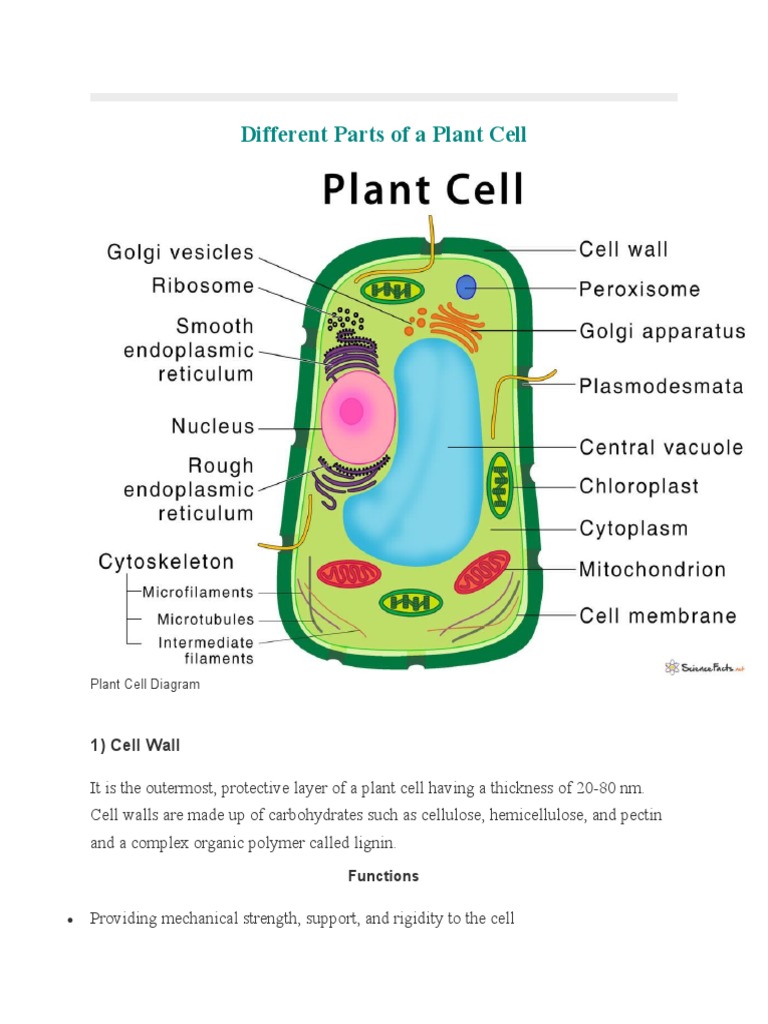 Cell Plant | PDF | Cell (Biology) | Endoplasmic Reticulum