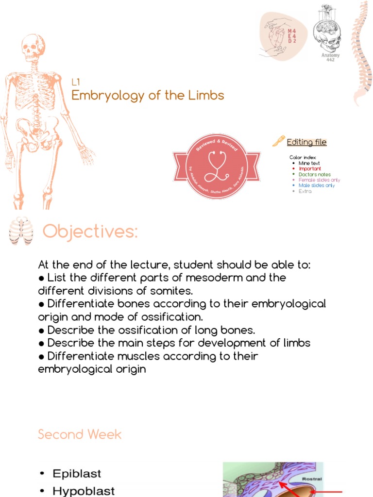 L1. Embryology of The Limbs | PDF | Skull | Anatomy