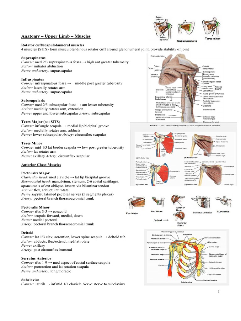 Anatomy UpperLimbMuscles | PDF | Thumb | Elbow
