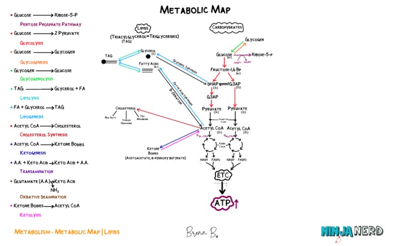 Lipid Metabolism Pathways Map | PDF | Metabolism | Pyruvic Acid