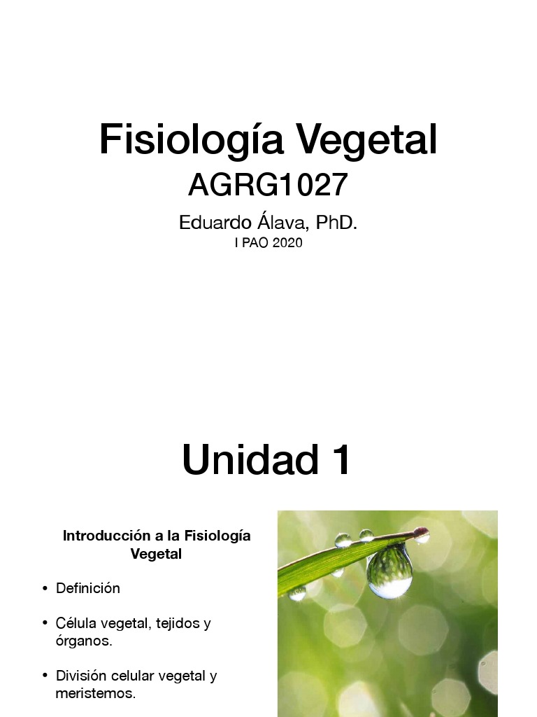 Fisiologia Vegetal Unidad 1 | PDF | Plantas | Tallo de la planta